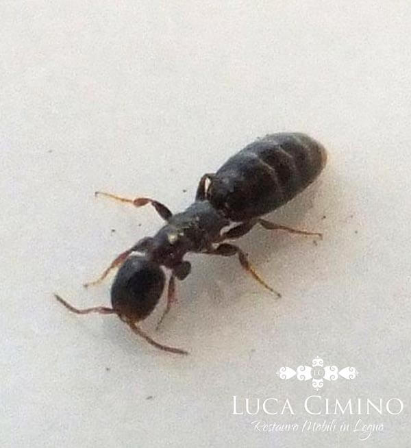 Disinfestazione Tarli del Legno Genova: Mobili Antichi