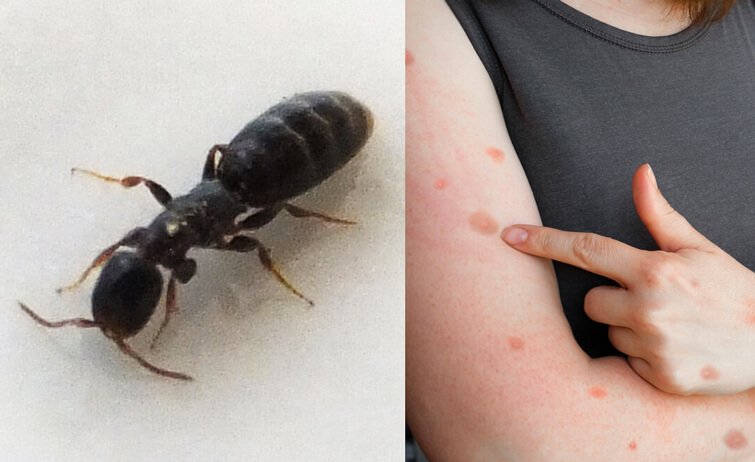 Disinfestazione Tarli Genova: Riconoscere i loro Segnali